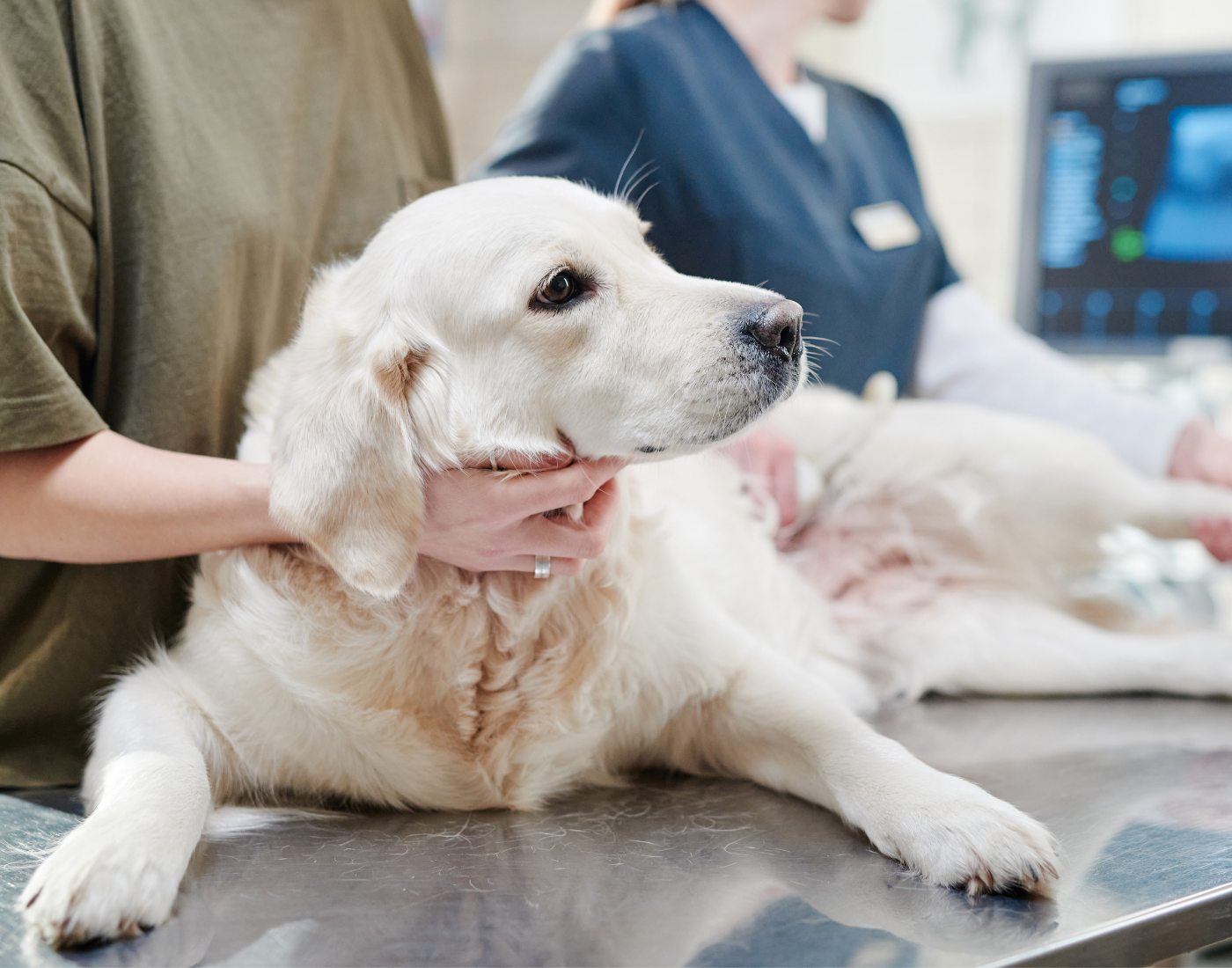 Diagnostics - Thameswood Vets