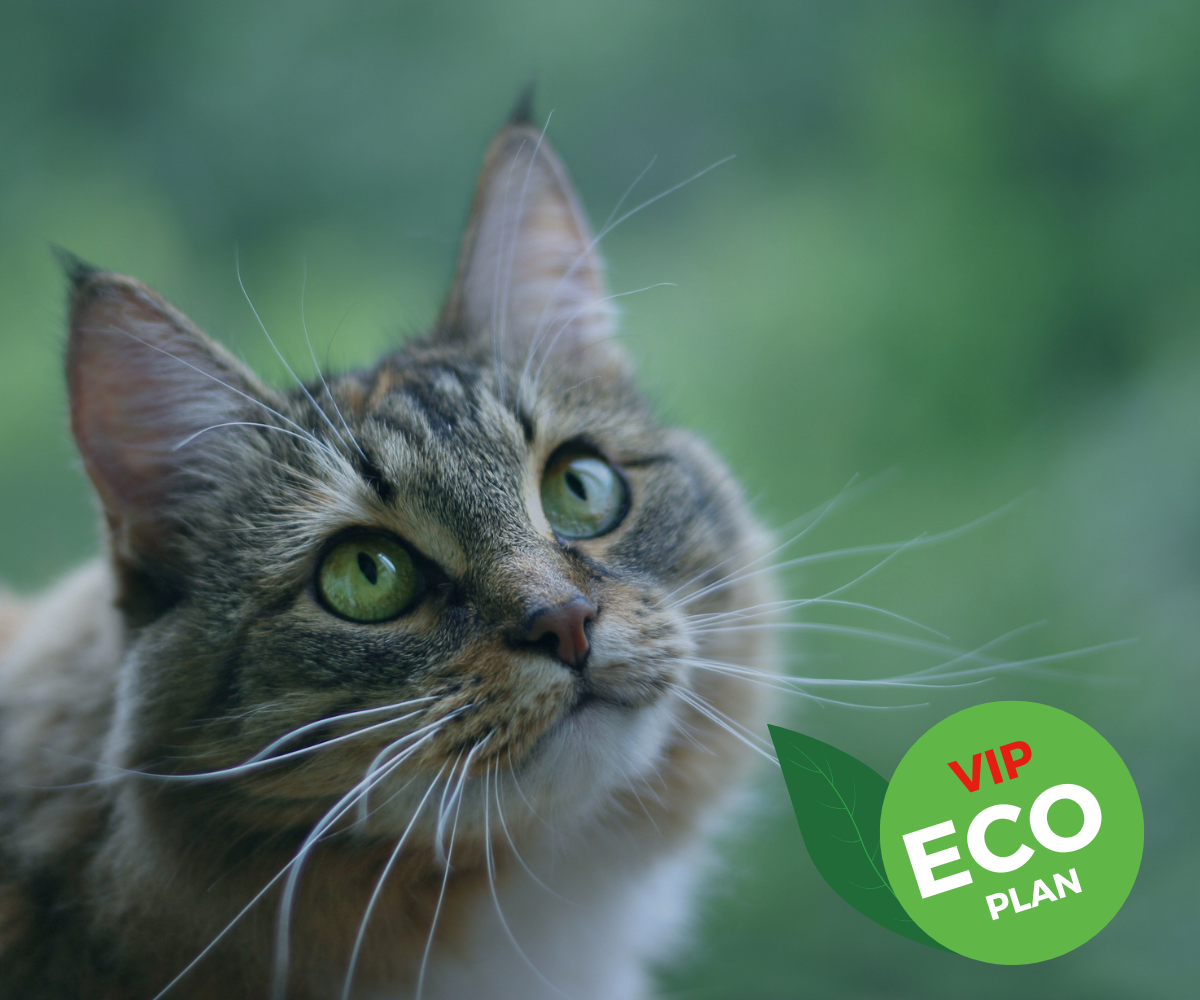 Pet Health Club - Thameswood Vets